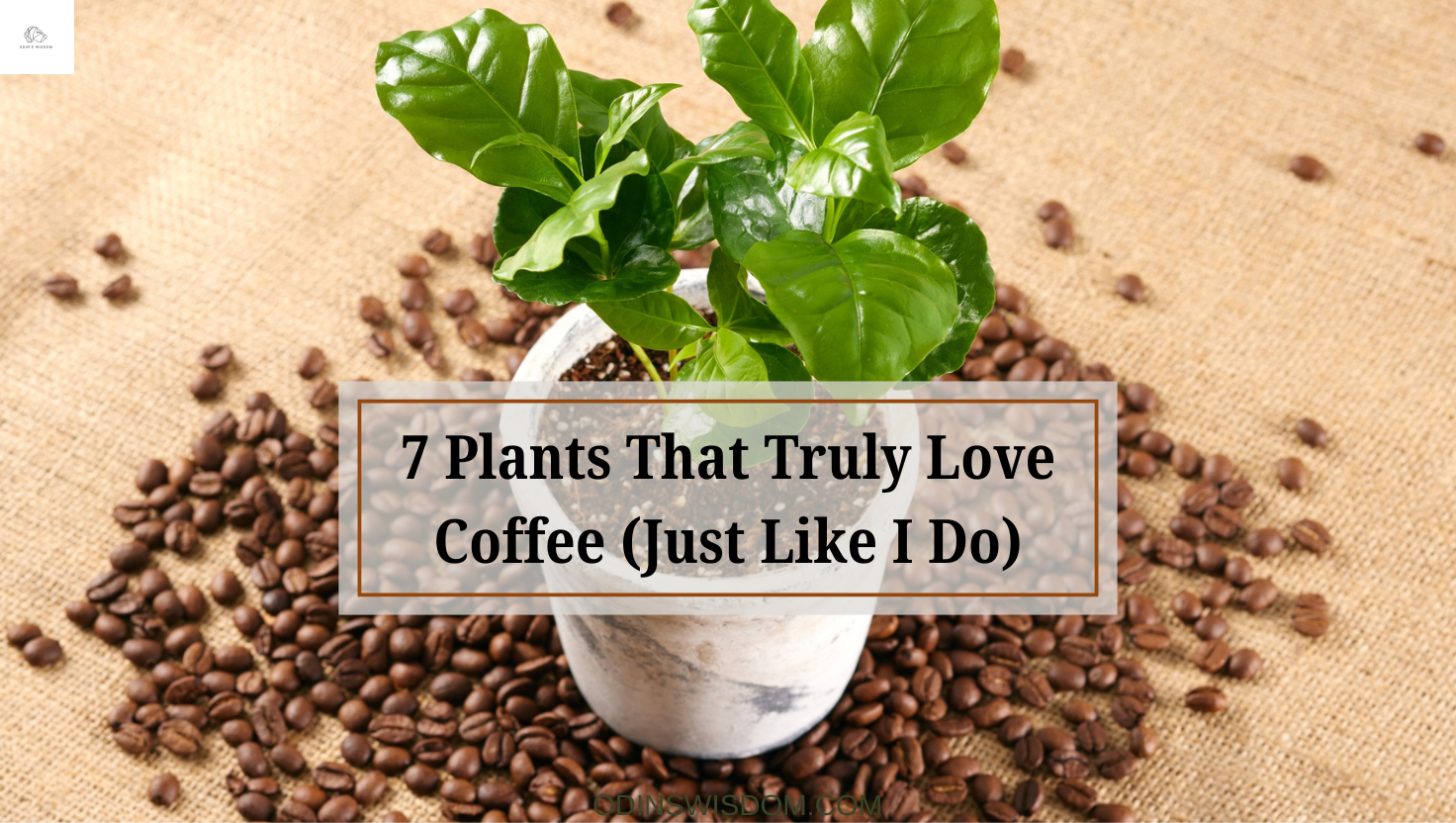 7 Plants That Love Coffee Grounds (And How to Feed Them Right)